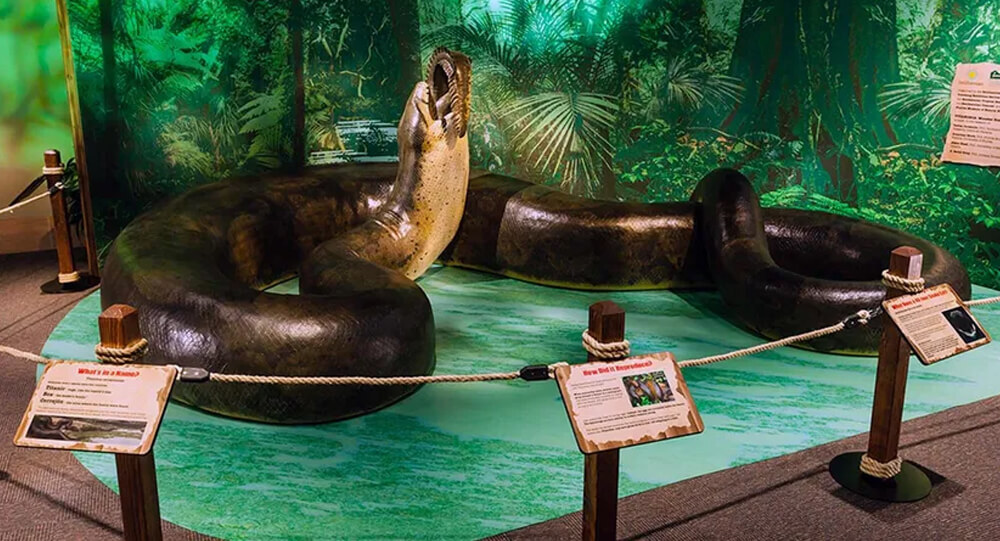Titanoboa cerrejonensis, fossils of the world’s largest species of ...