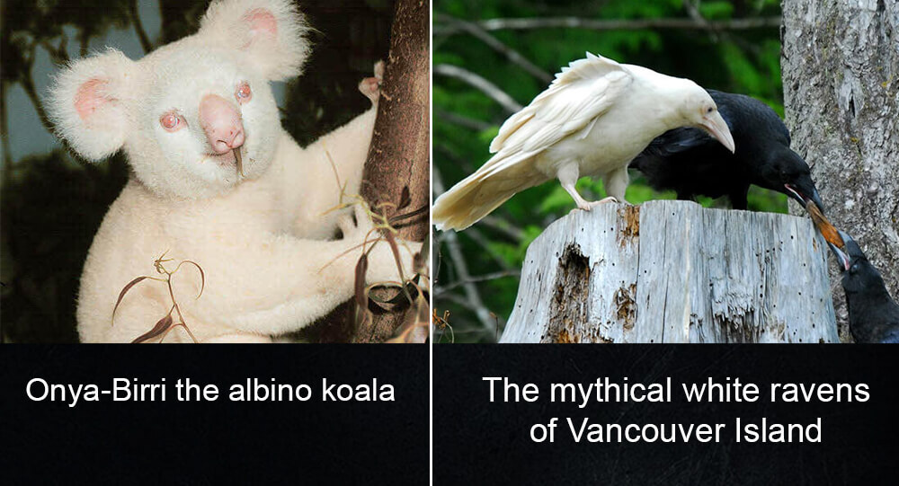 Top 10 Rarest and Albino animals you haven’t seen | Interesting Facts ...