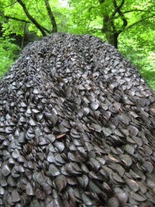 The Mystical Money Tree of the Scottish Highlands: A 1,700-Year-Old ...